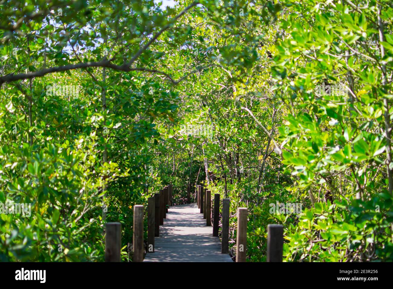 Mangrove forest, green trees at the estuary of the river. This is a ...