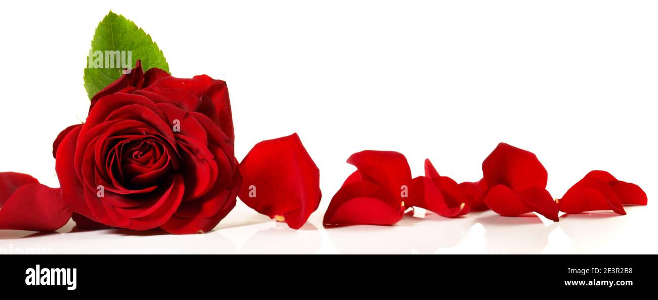 Banner with roses hi-res stock photography and images - Alamy