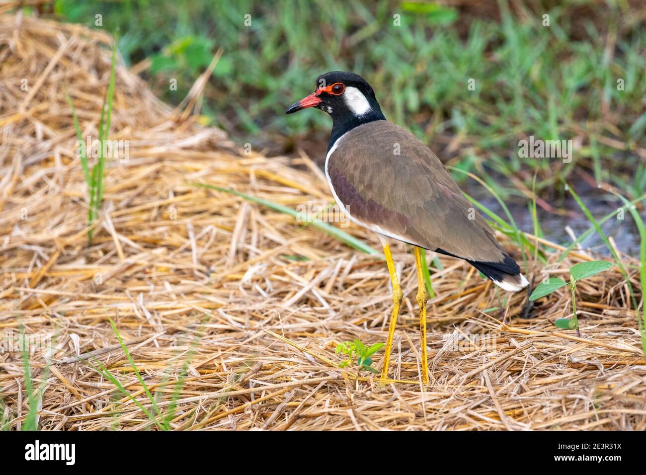 Image of red-wattled lapwing bird (Vanellus indicus) on nature ...