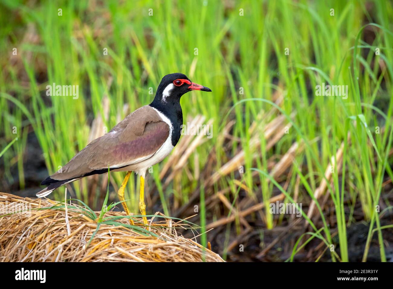 Image of red-wattled lapwing bird (Vanellus indicus) on nature ...