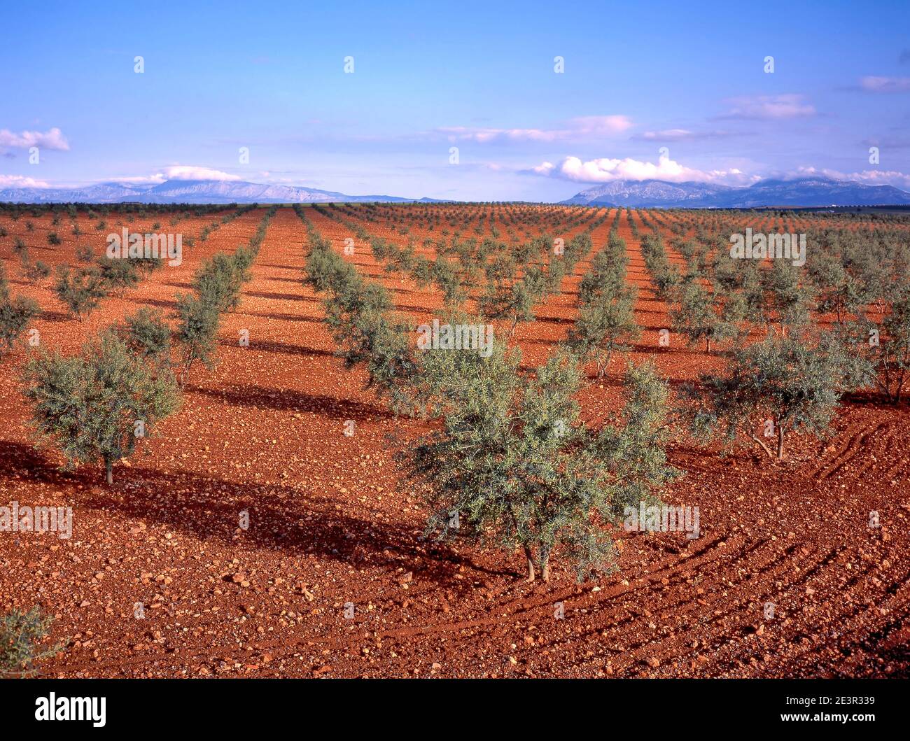 Mediterranean olive plantation with mountains at the background Stock ...
