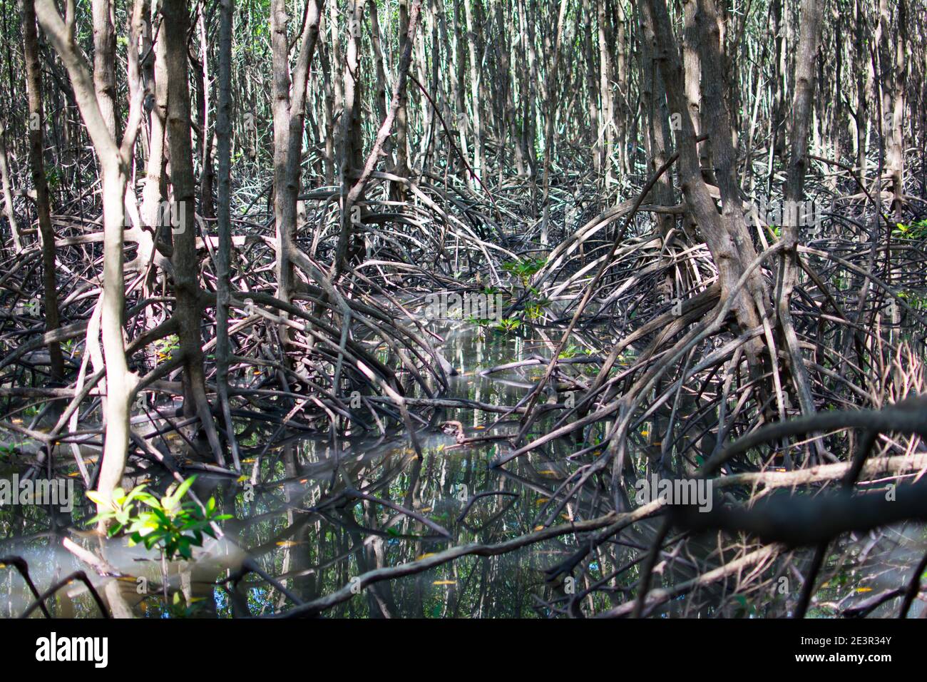 Mangrove root, the Stilt roots or prop roots grow in the places where ...