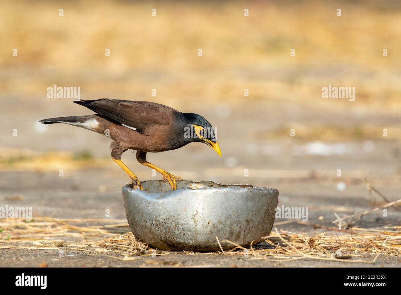 Image of mynas bird on nature background. Animal Stock Photo - Alamy