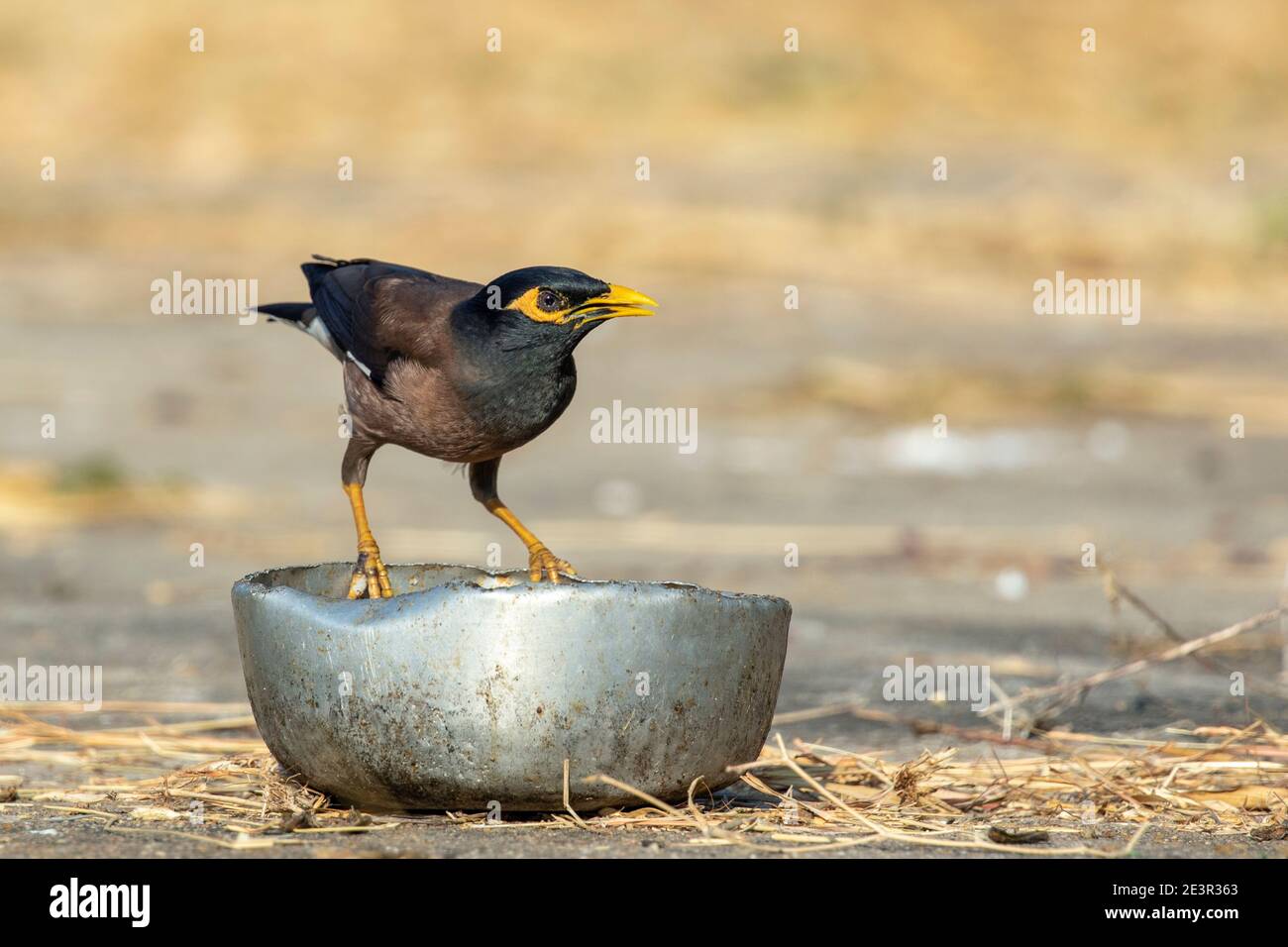 Image of mynas bird on nature background. Animal Stock Photo - Alamy
