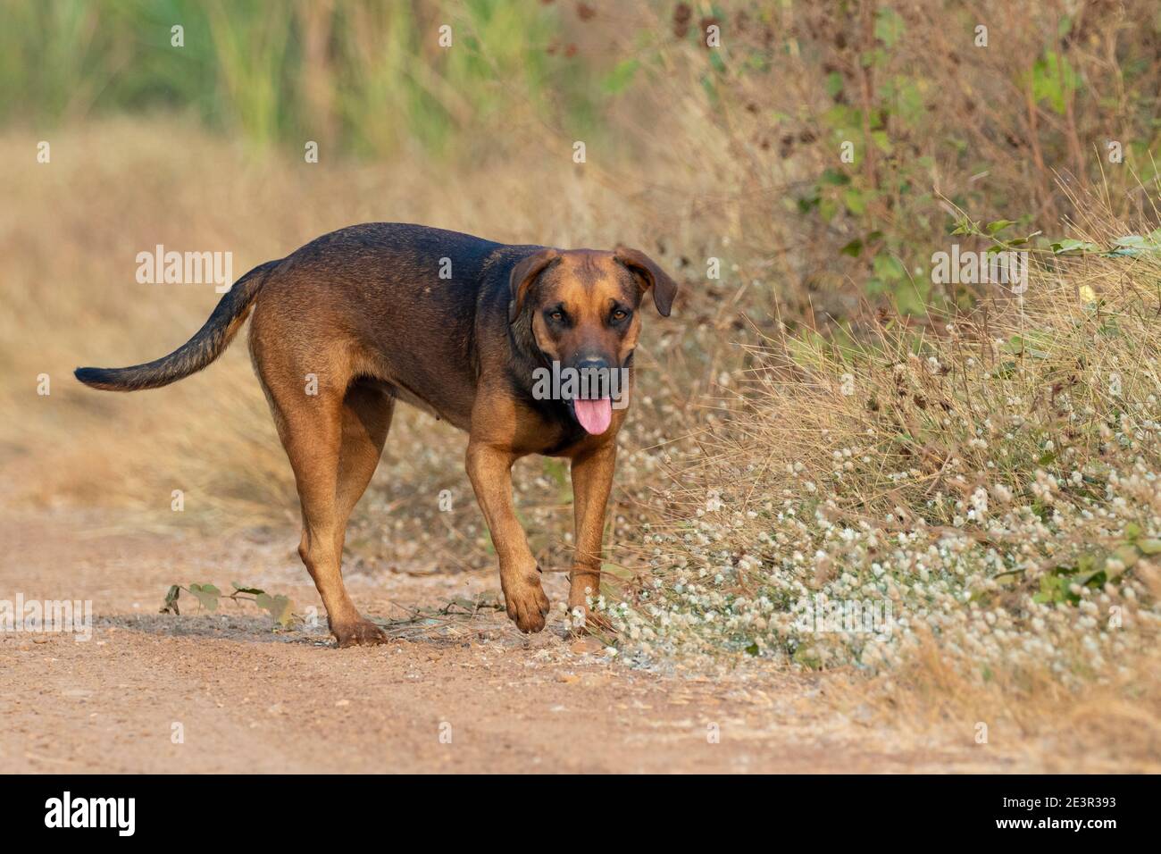 Image of brown dog on nature background. Animal. Pet Stock Photo - Alamy