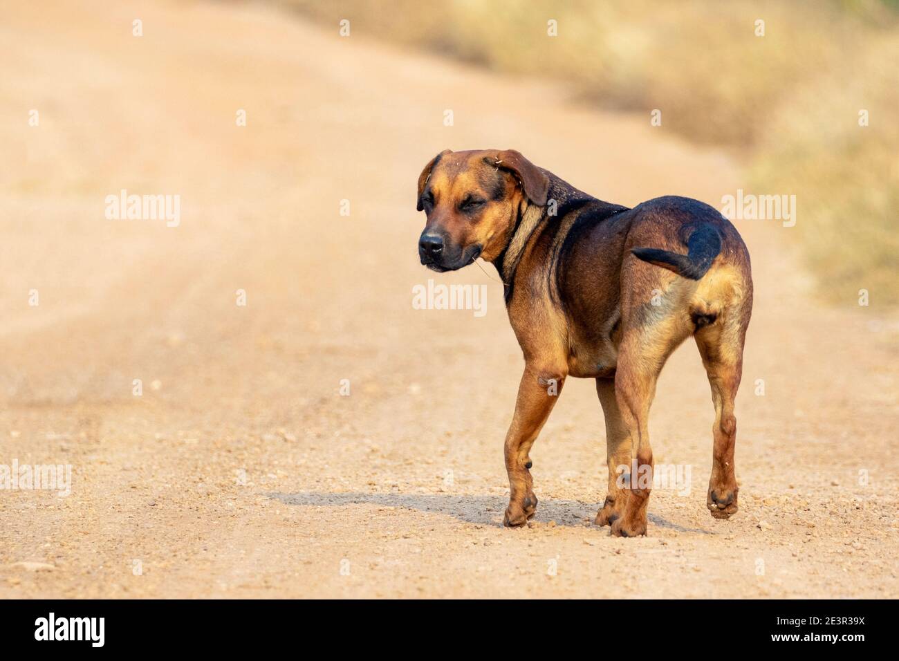 Image of brown dog on nature background. Animal. Pet Stock Photo - Alamy