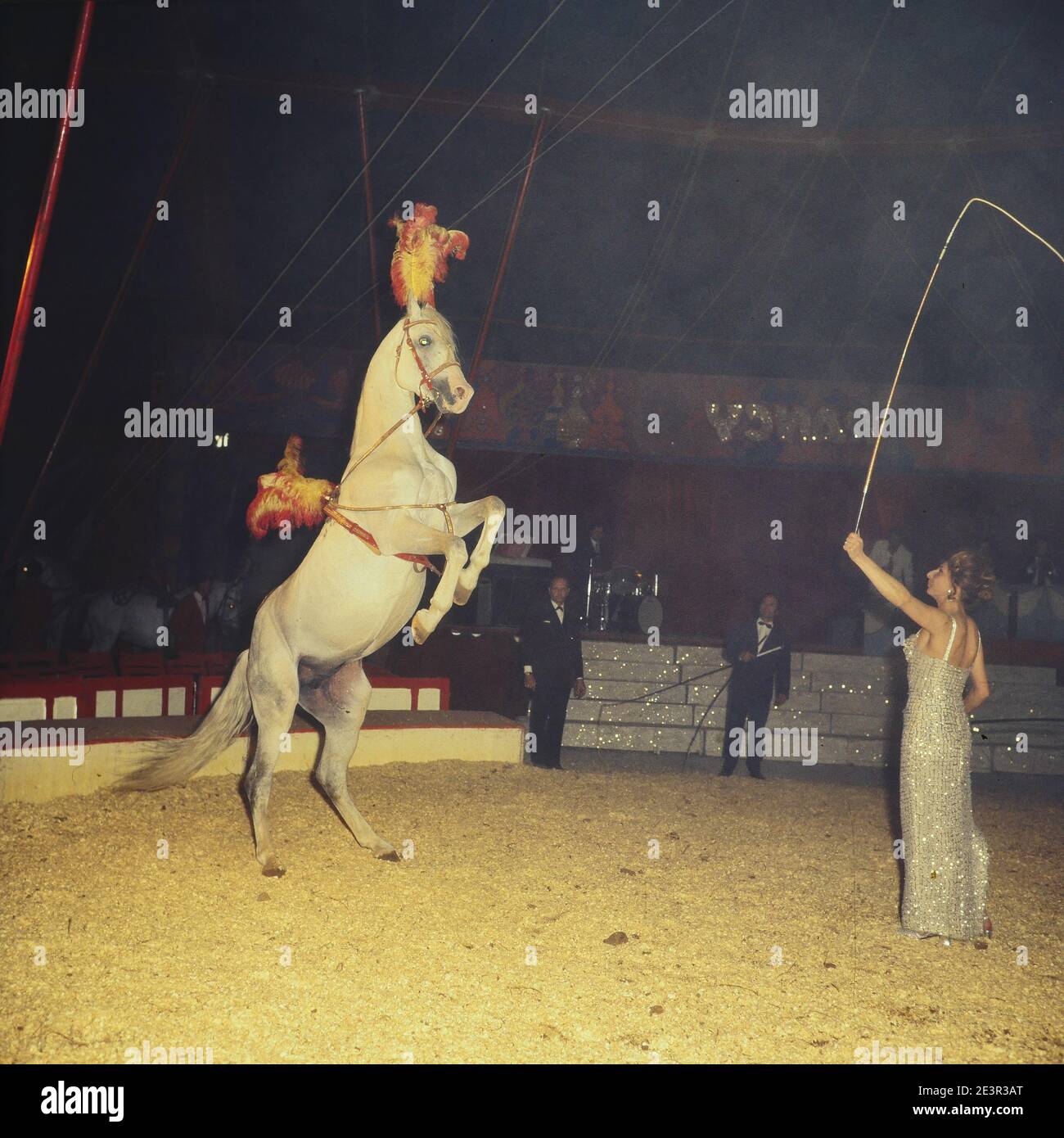 Circus Horses High Resolution Stock Photography and Images - Alamy