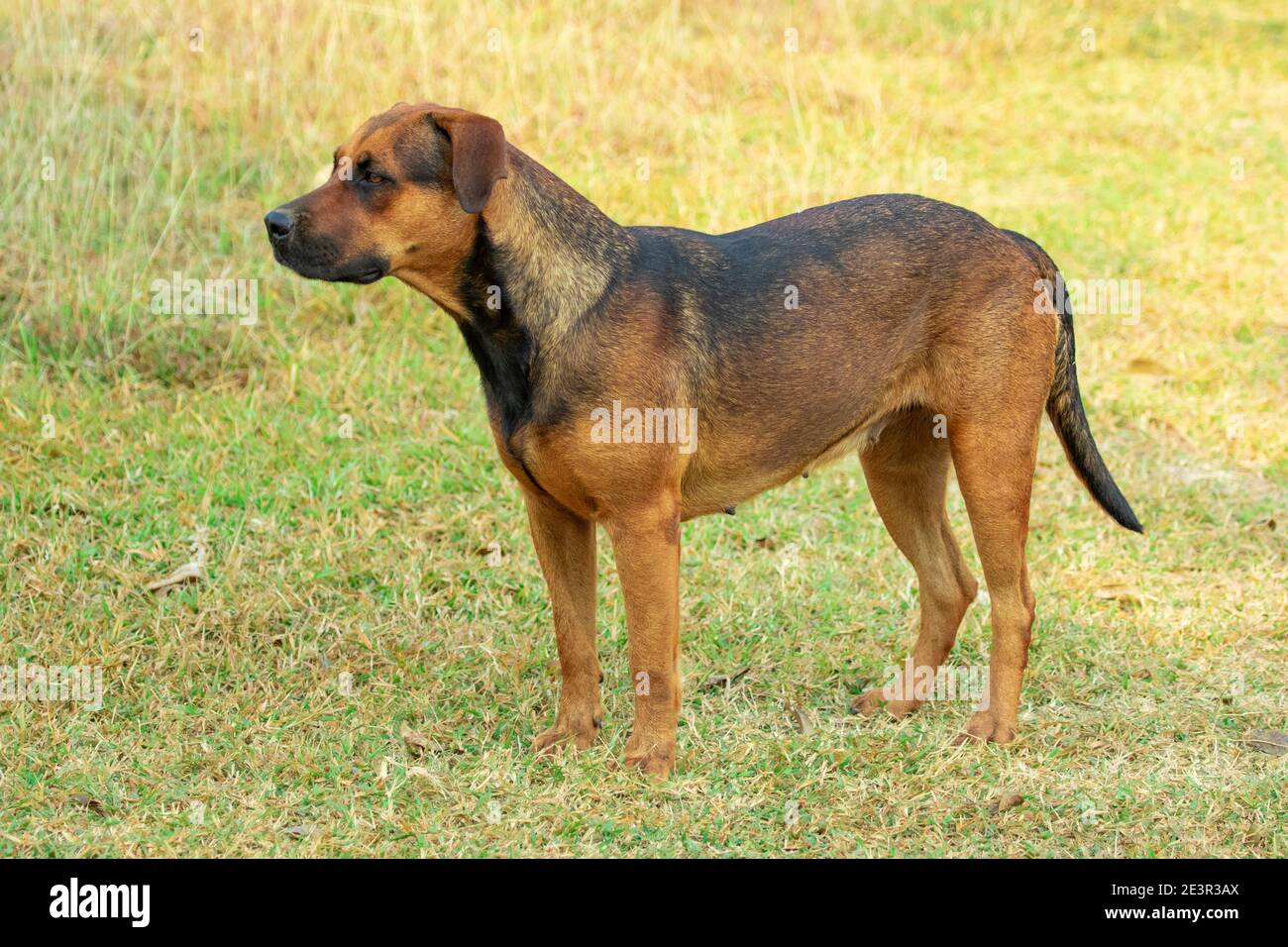 Image of brown dog on nature background. Animal. Pet Stock Photo - Alamy