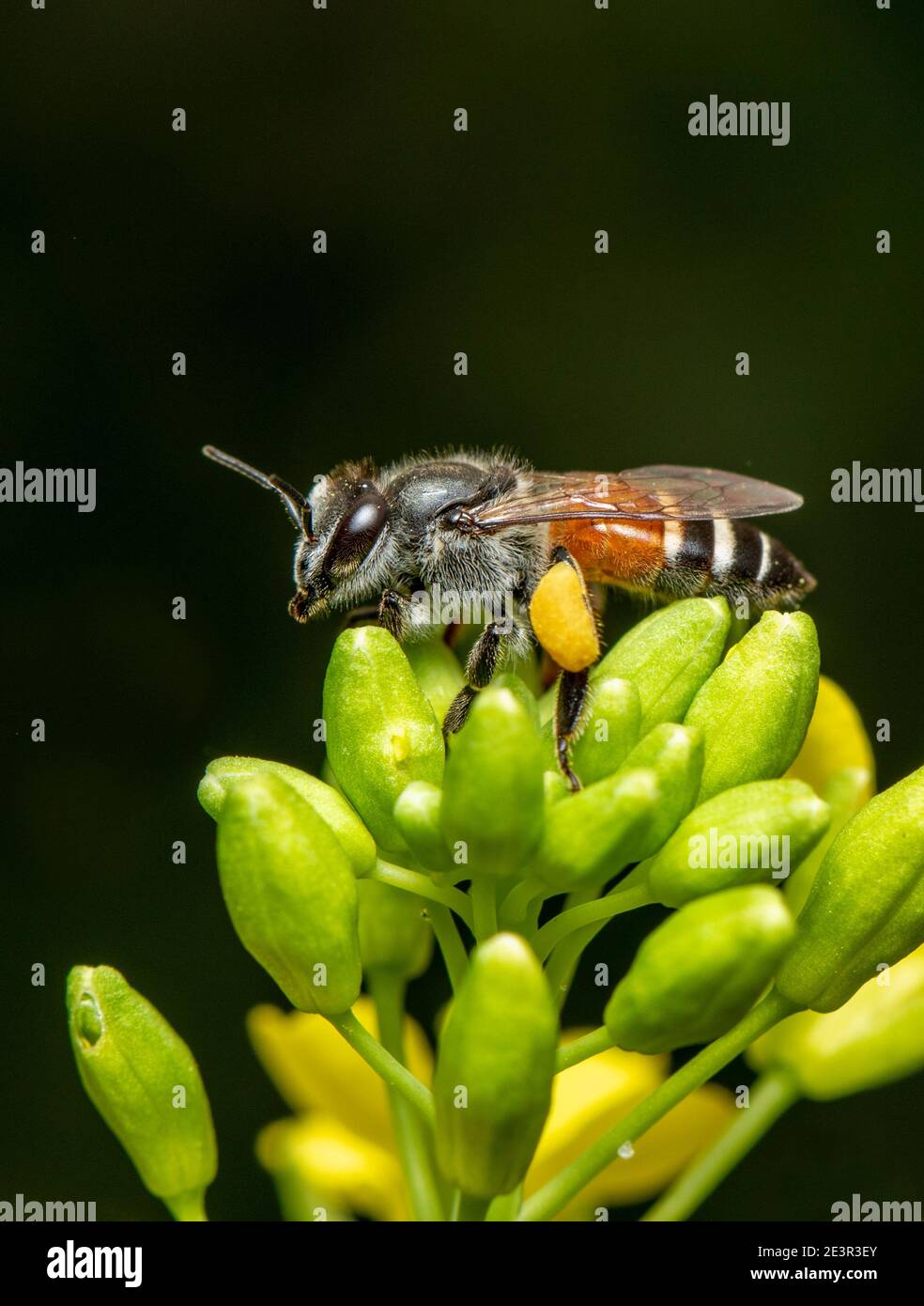 Image of little bee or dwarf bee(Apis florea) on yellow flower collects ...
