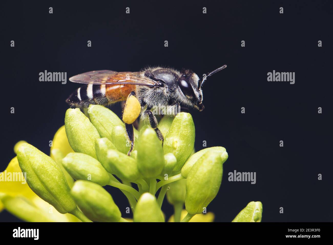 Image of little bee or dwarf bee(Apis florea) on yellow flower collects ...