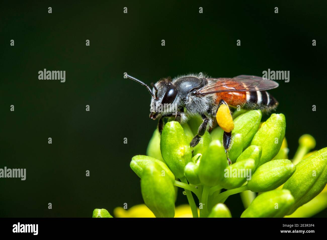 Image of little bee or dwarf bee(Apis florea) on yellow flower collects ...
