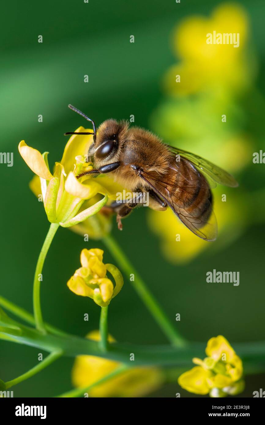 Image of bee or honeybee on flower collects nectar. Golden honeybee on ...
