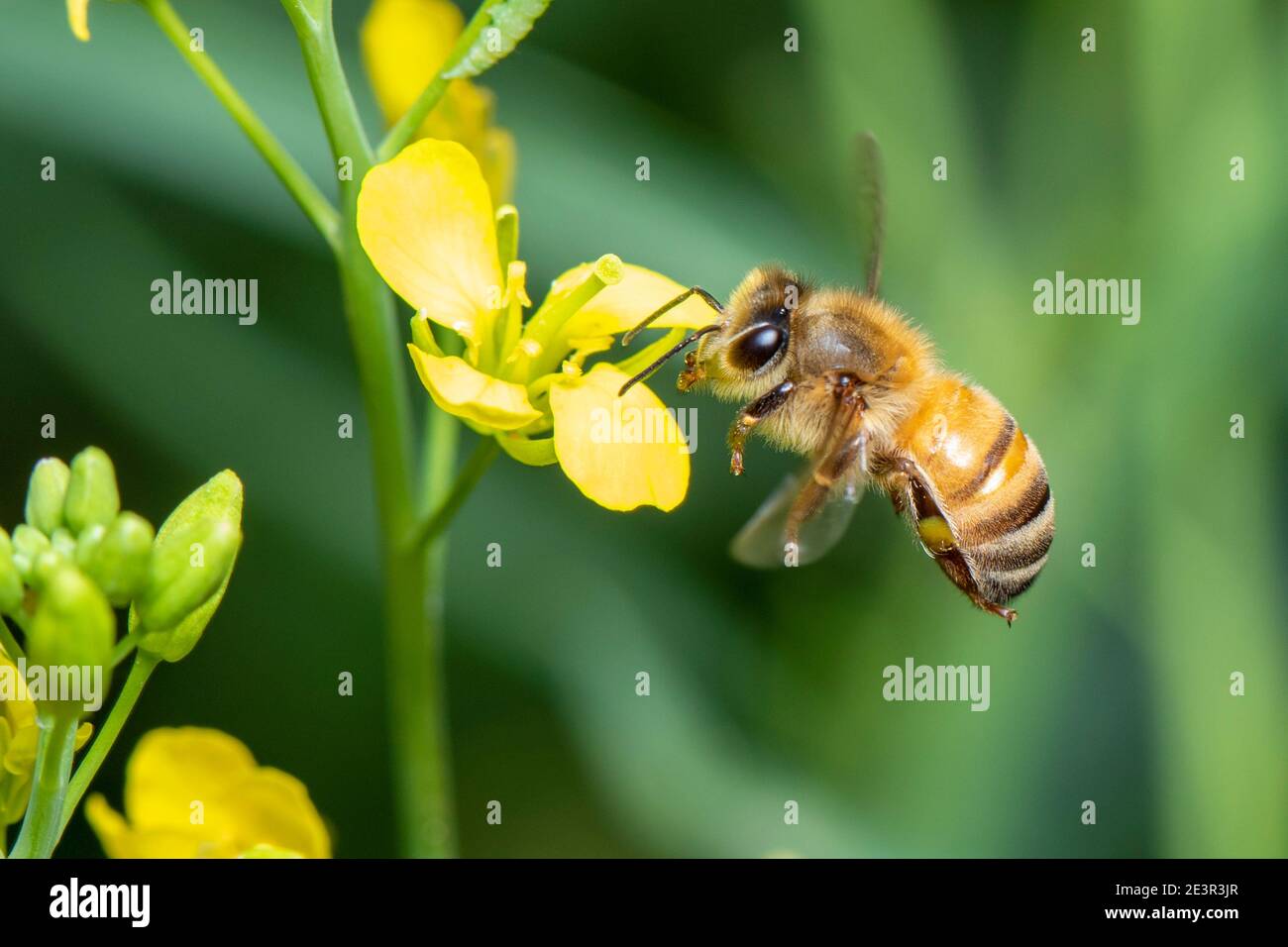 Image of bee or honeybee on flower collects nectar. Golden honeybee on ...