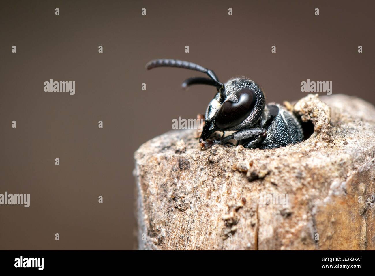 Image of black wasp on the stump on nature background. Insect. Animal ...