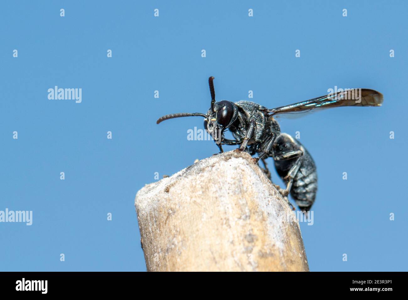 Image of black wasp on the stump on nature background. Insect. Animal ...