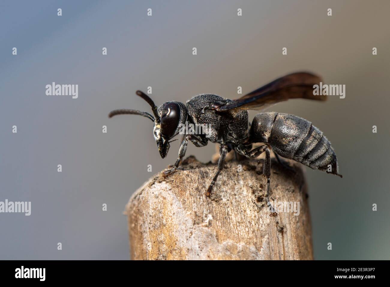 Image of black wasp on the stump on nature background. Insect. Animal ...