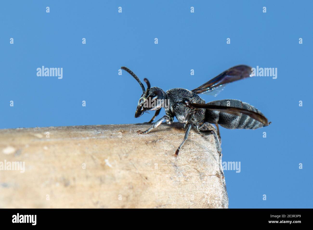 Image of black wasp on the stump on nature background. Insect. Animal ...