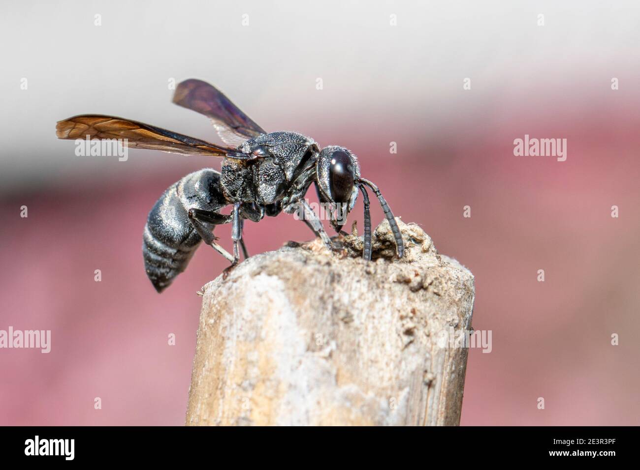 Image of black wasp on the stump on nature background. Insect. Animal ...