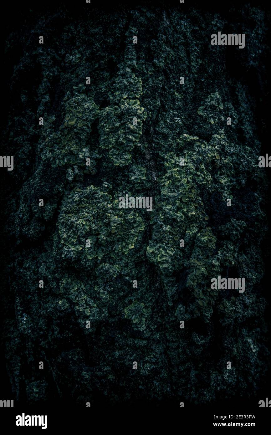Dark forest ireland hi-res stock photography and images - Alamy
