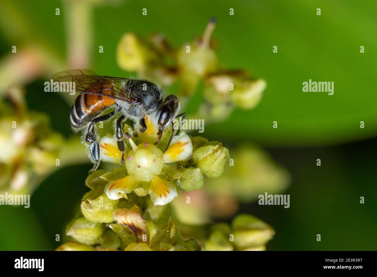 Image of little bee or dwarf bee(Apis florea) on yellow flower collects ...
