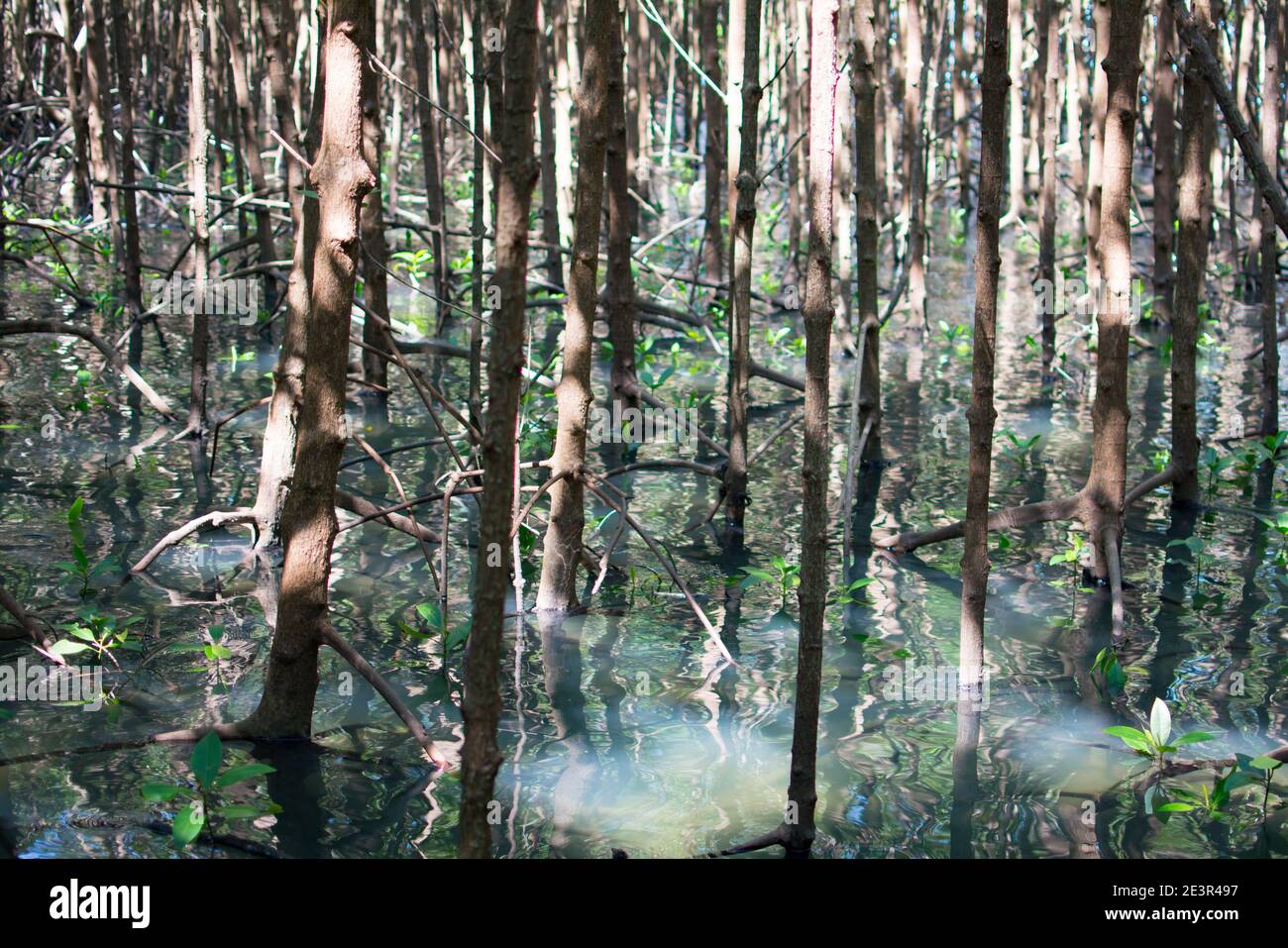 Mangrove root, the Stilt roots or prop roots grow in the places where ...