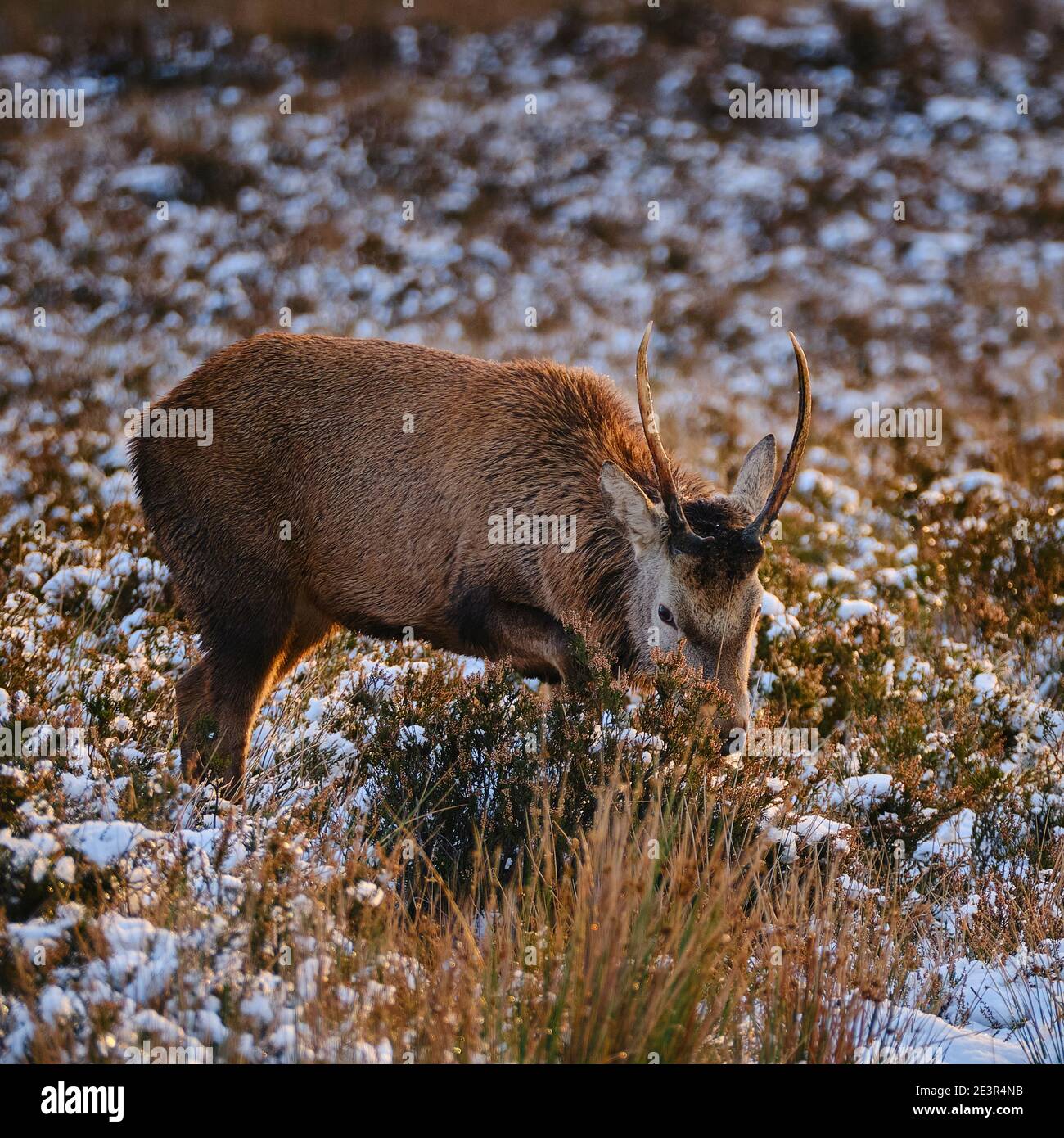 Early morning deer feeding Stock Photo - Alamy