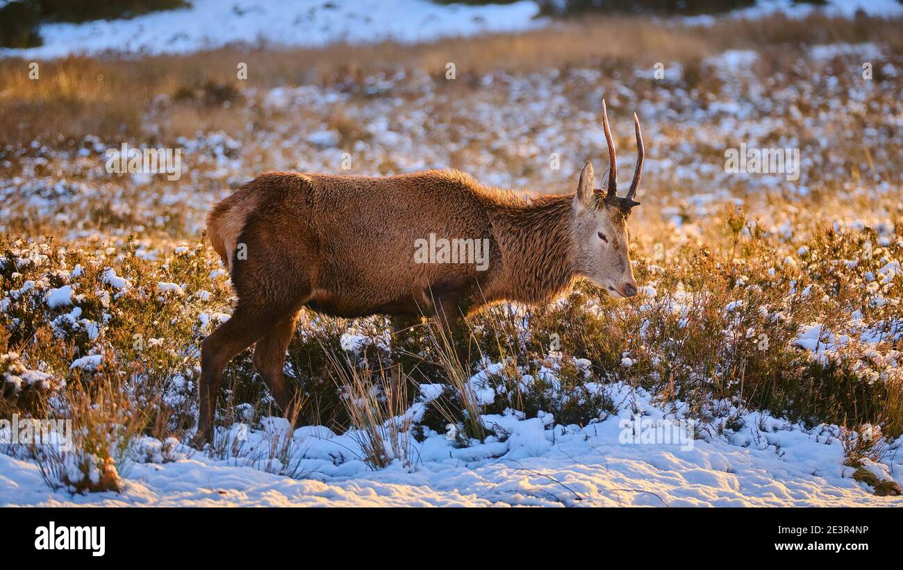 Early morning deer feeding Stock Photo - Alamy