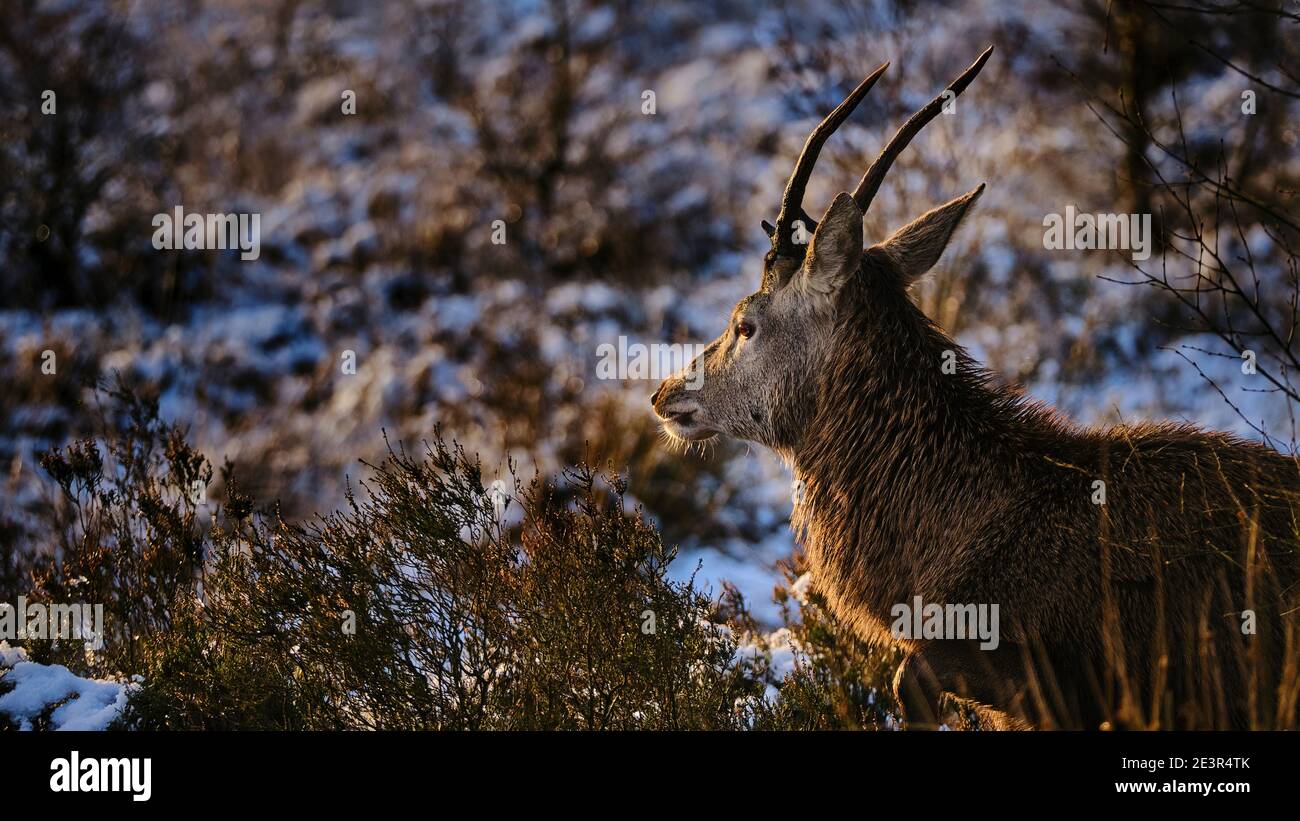 Early morning deer feeding Stock Photo - Alamy