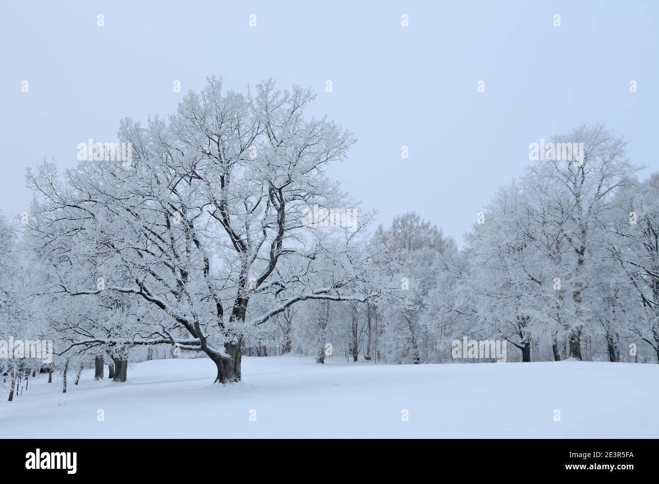 Frozen Oak Tree High Resolution Stock Photography and Images - Alamy