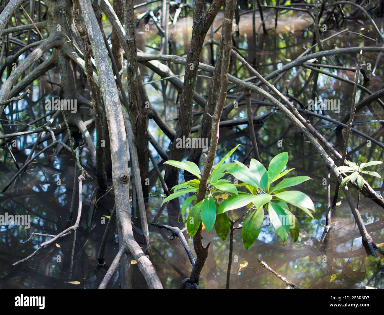 Sapling of mangrove hi-res stock photography and images - Alamy