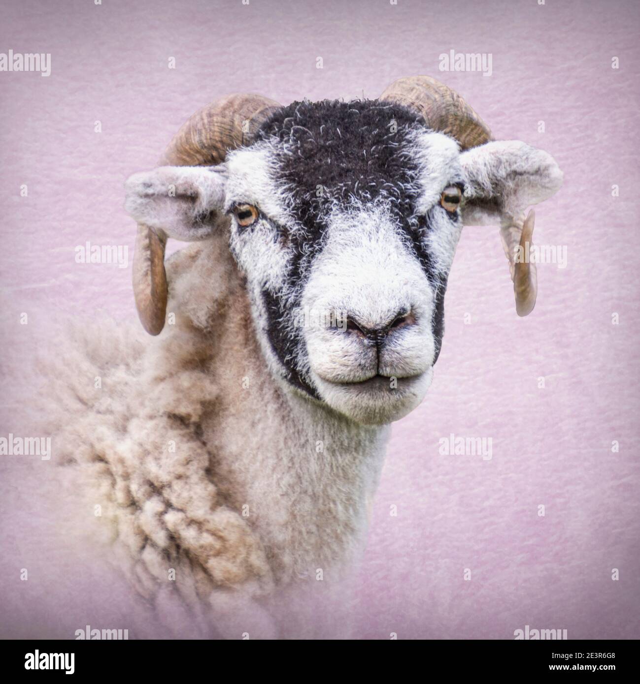 Zebra sheep hi-res stock photography and images - Alamy