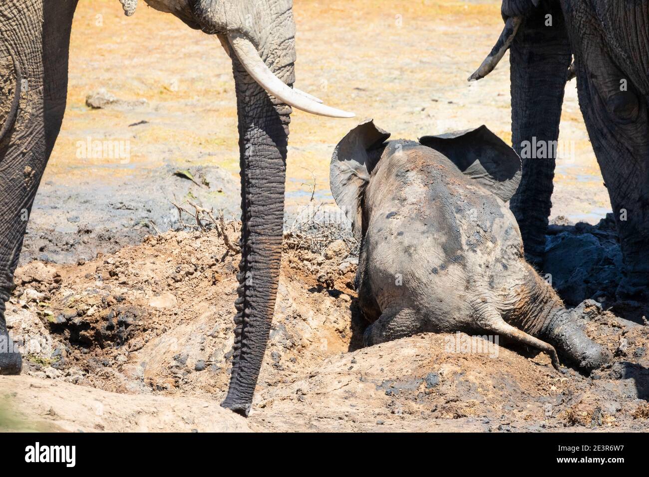Elephants backside hi-res stock photography and images - Alamy
