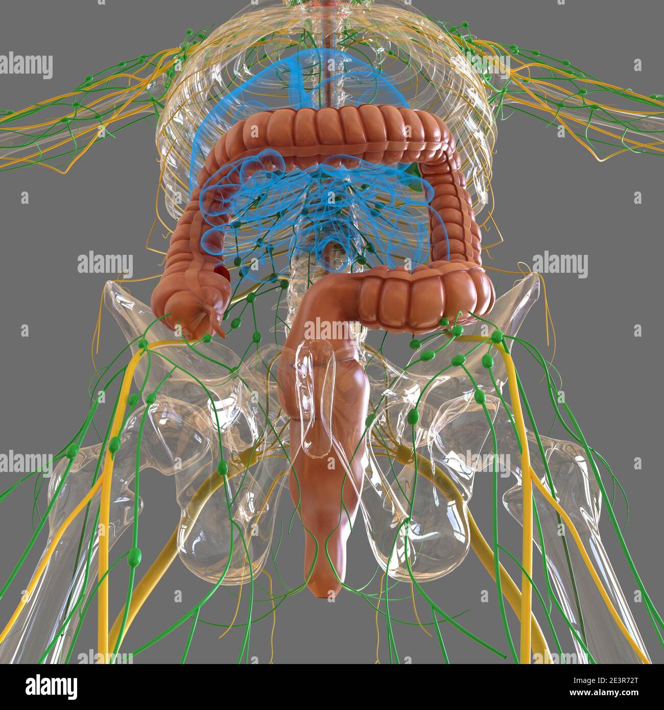 Large Intestine 3D Illustration Human Digestive System Anatomy For ...