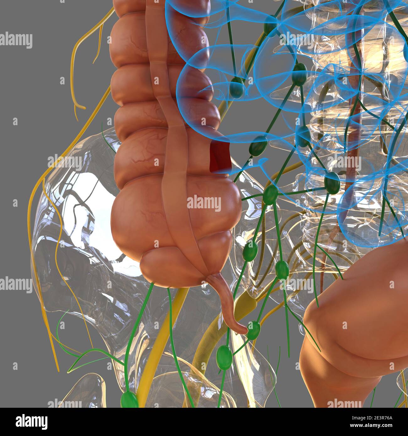 Large Intestine 3D Illustration Human Digestive System Anatomy For ...