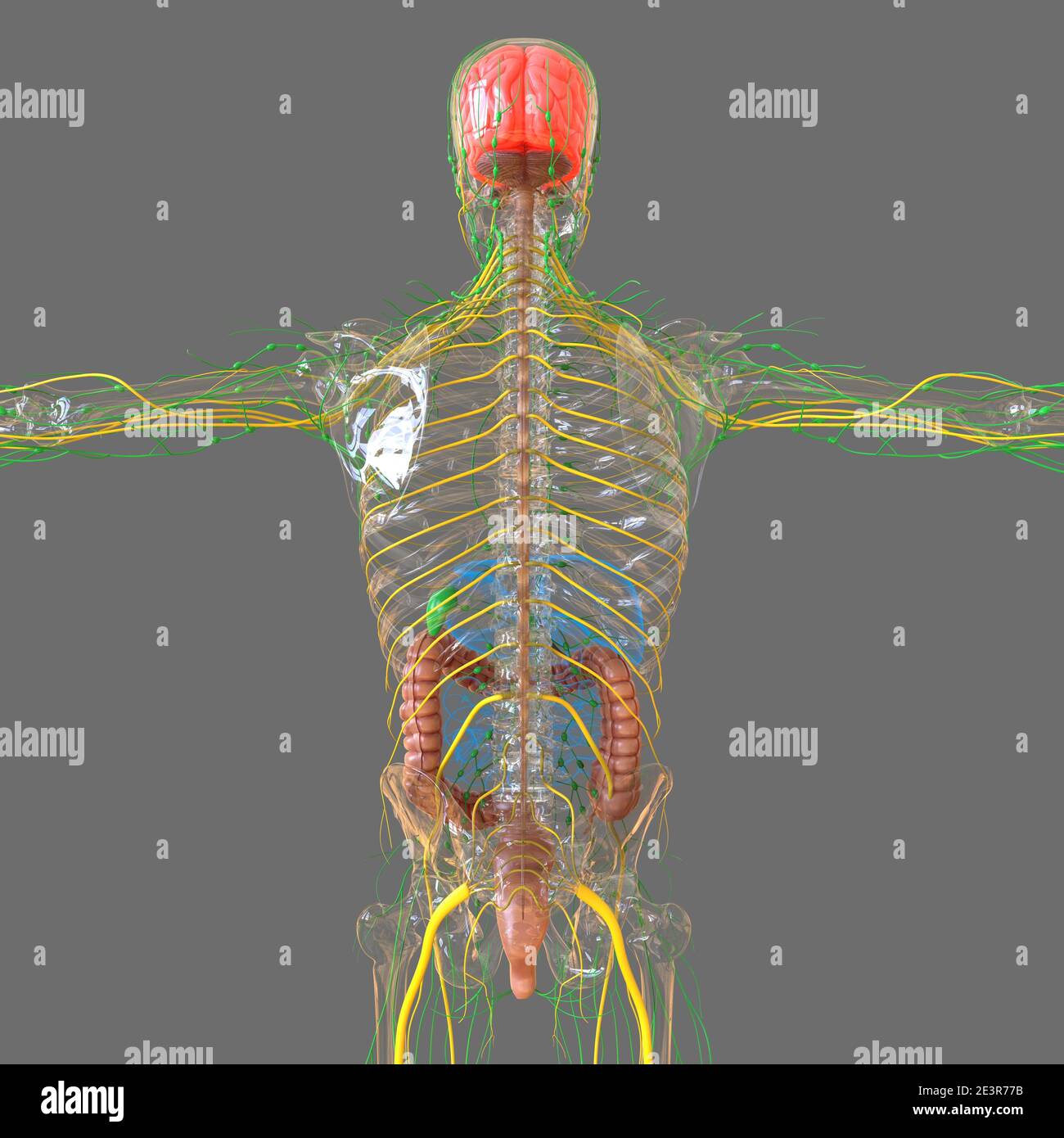 Large Intestine 3D Illustration Human Digestive System Anatomy For ...