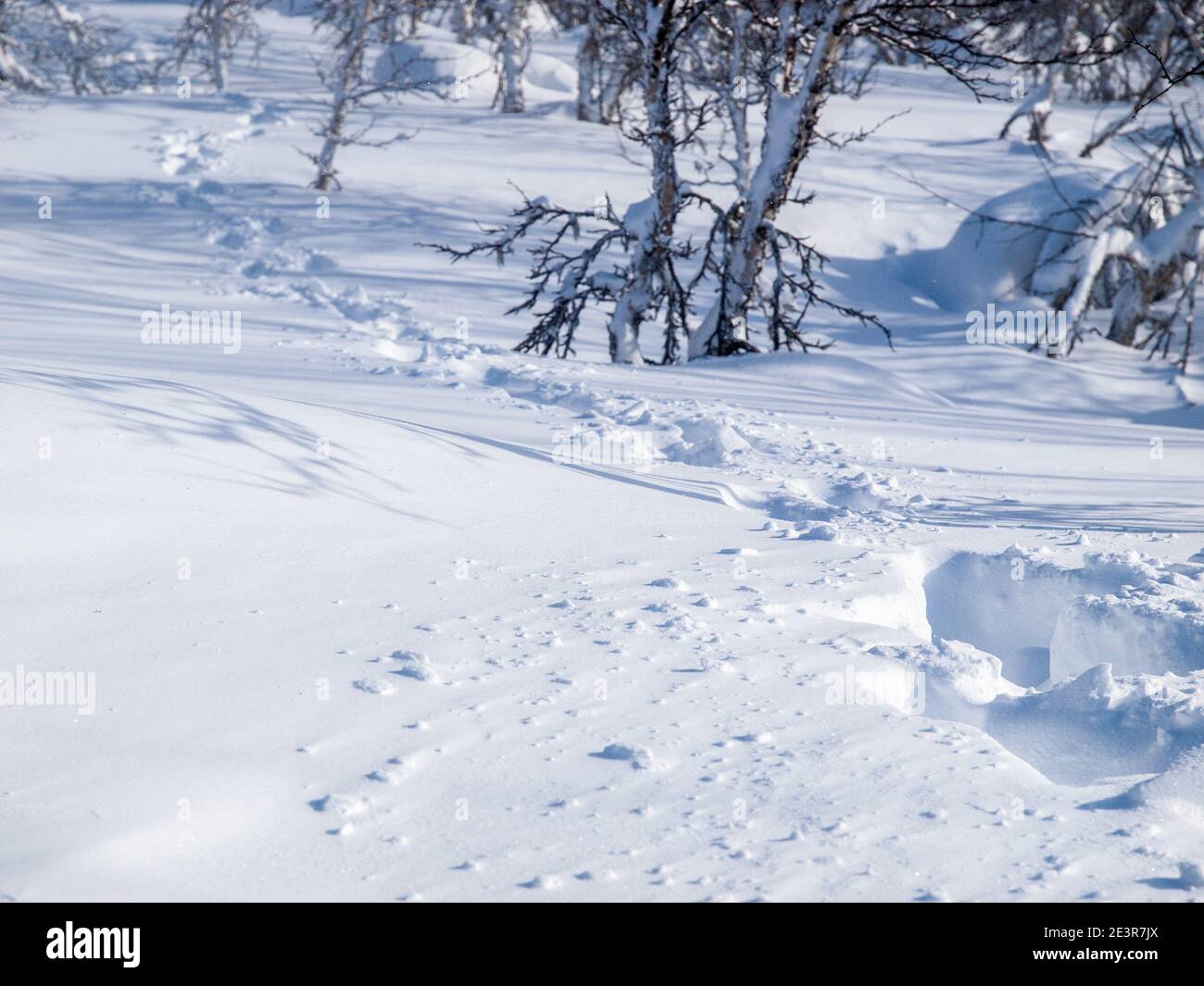 Fresh footprints in deep new snow Stock Photo - Alamy