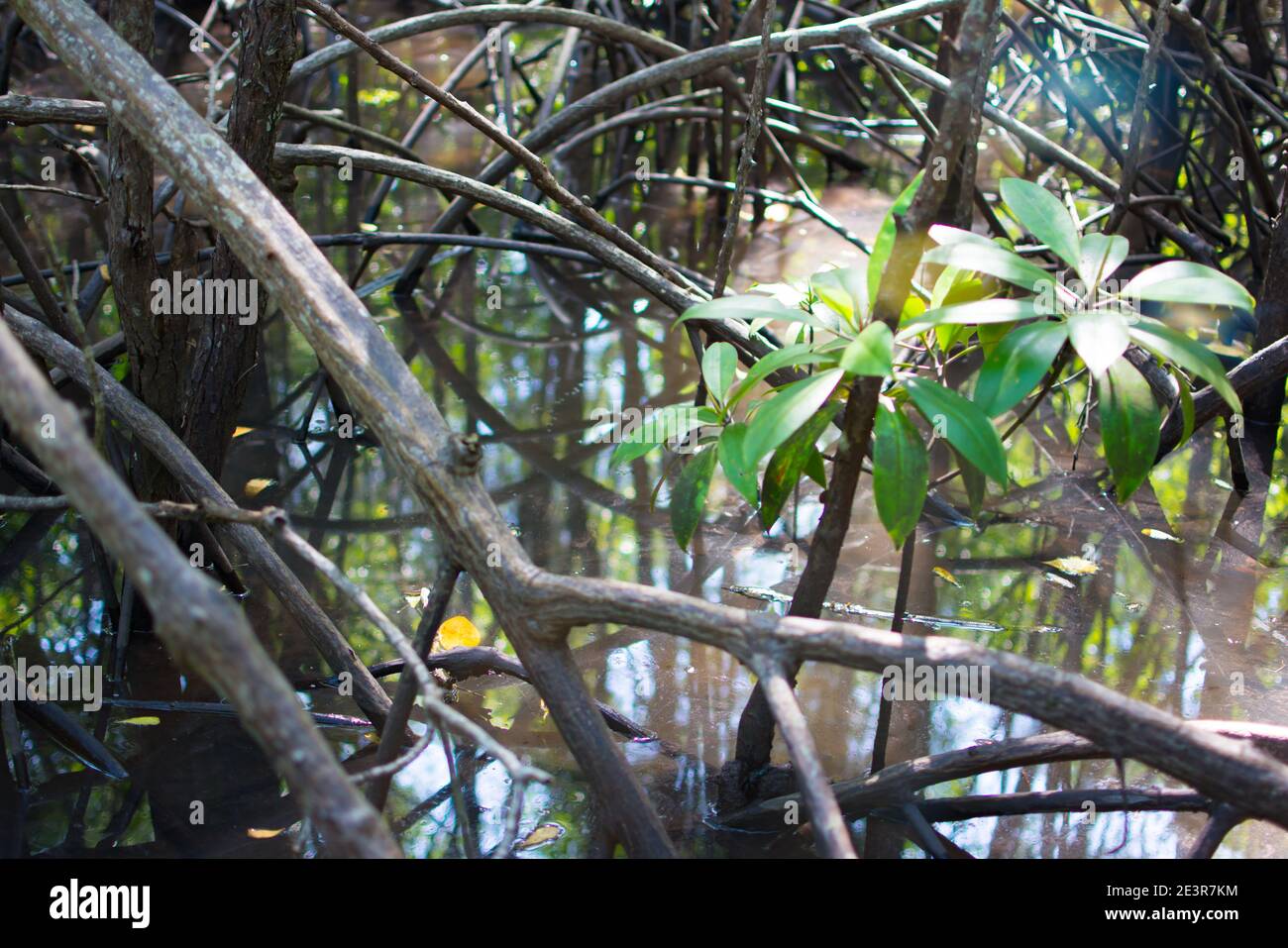 Sapling of mangrove , a small trees are growing at the estuary of the ...