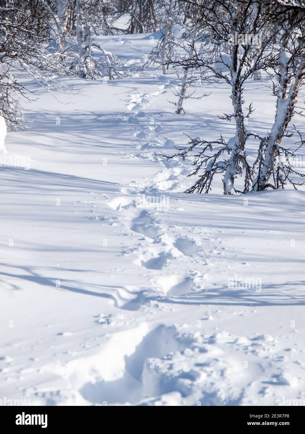 Fresh footprints in deep new snow Stock Photo - Alamy