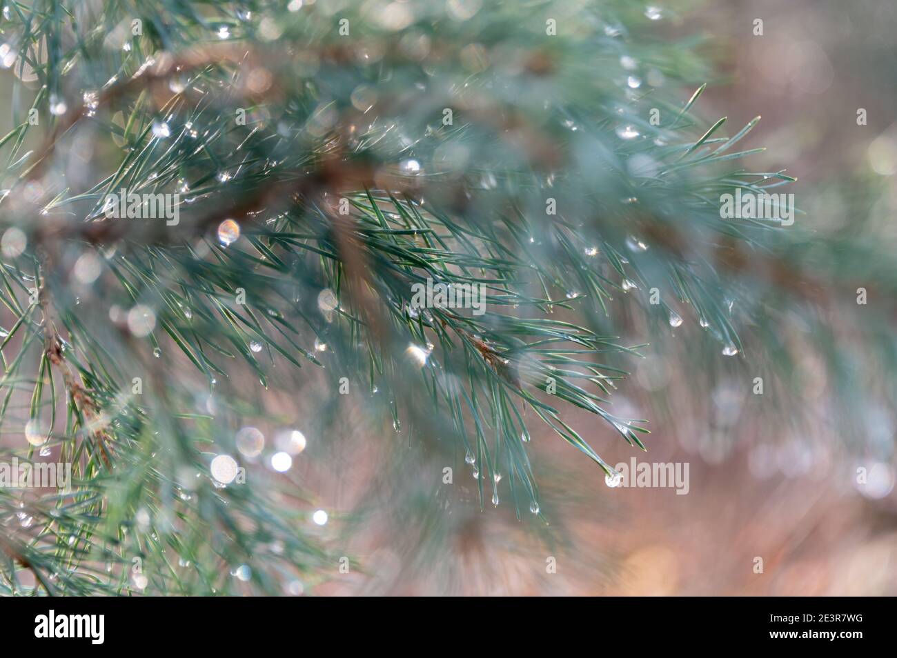 Thawing tree hi-res stock photography and images - Alamy