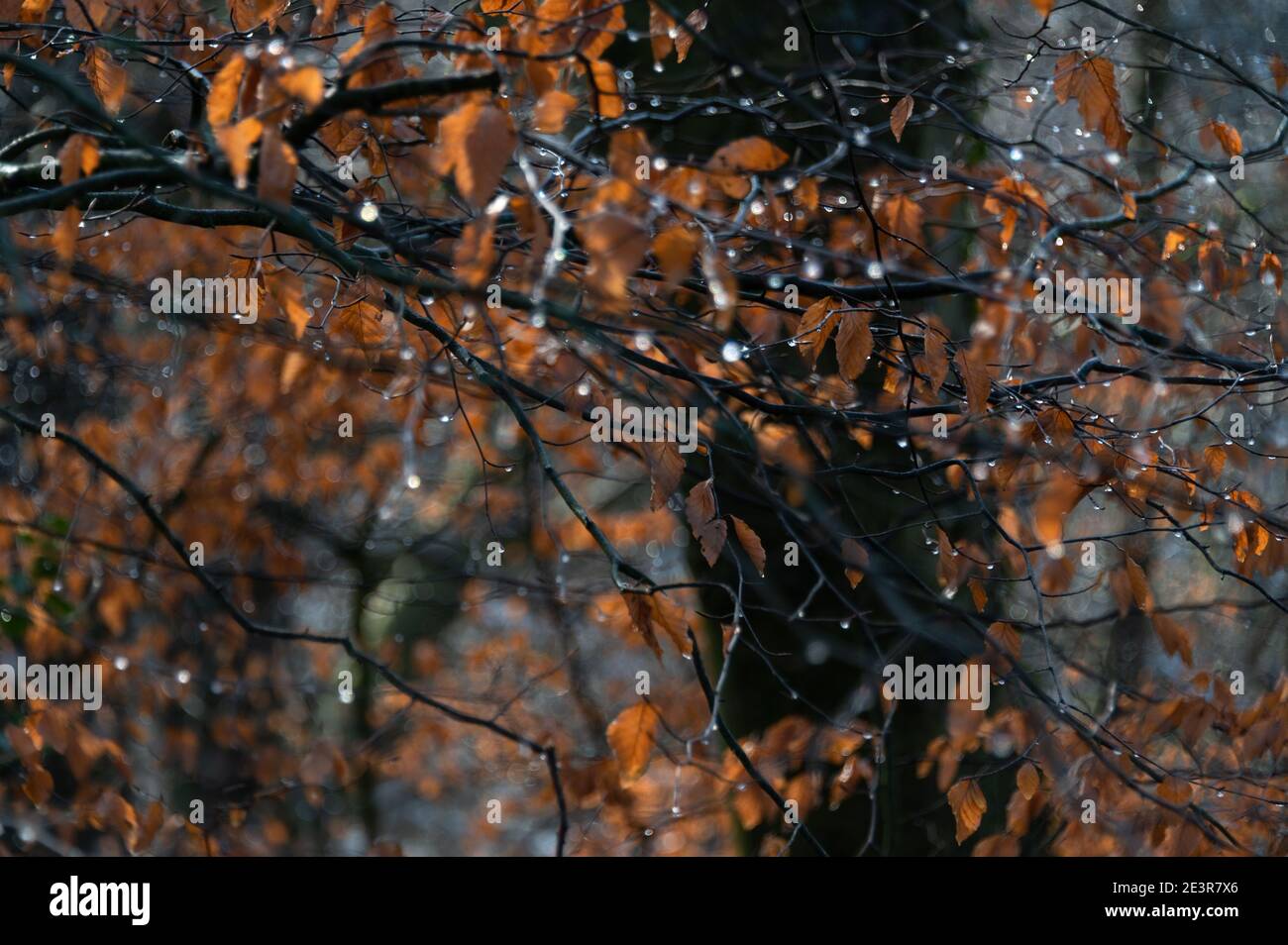 Beech trees leaves hi-res stock photography and images - Alamy