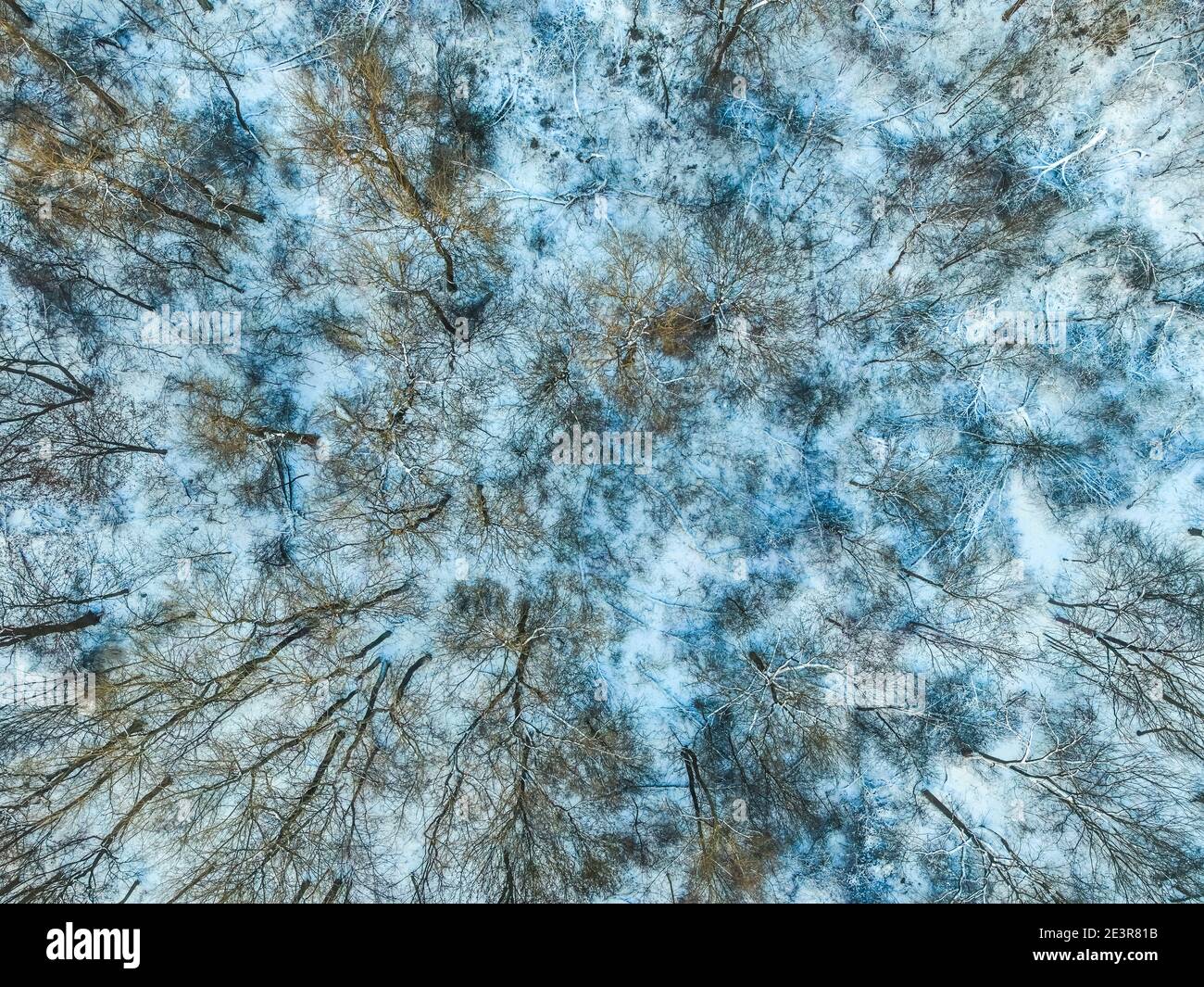 Aerial view from above of winter forest covered in snow. Pine tree and ...