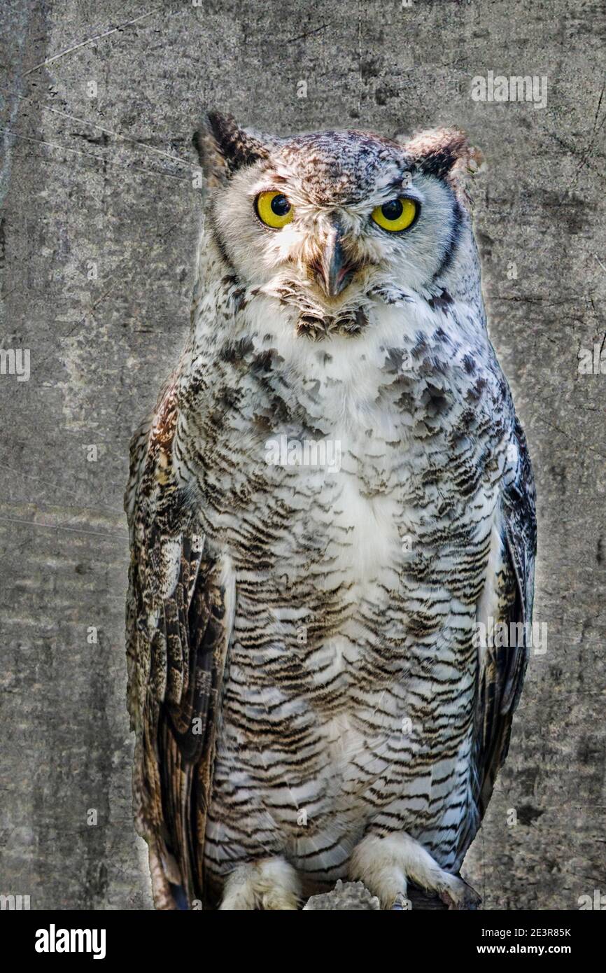 Great Horned Owl (Bubo virginianus Stock Photo - Alamy