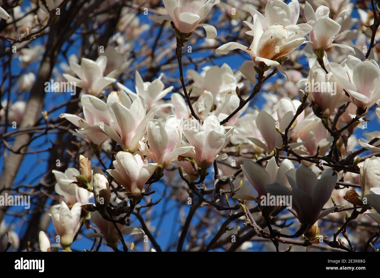 Magnolia white flowers hi-res stock photography and images - Alamy
