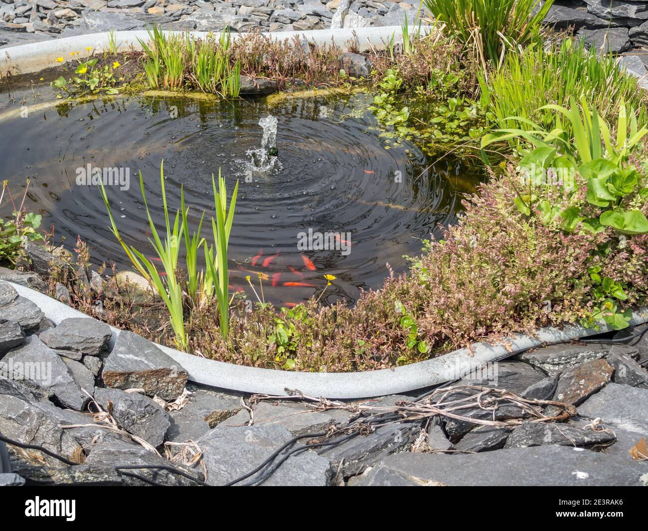 Goldfish in the garden pond Stock Photo - Alamy