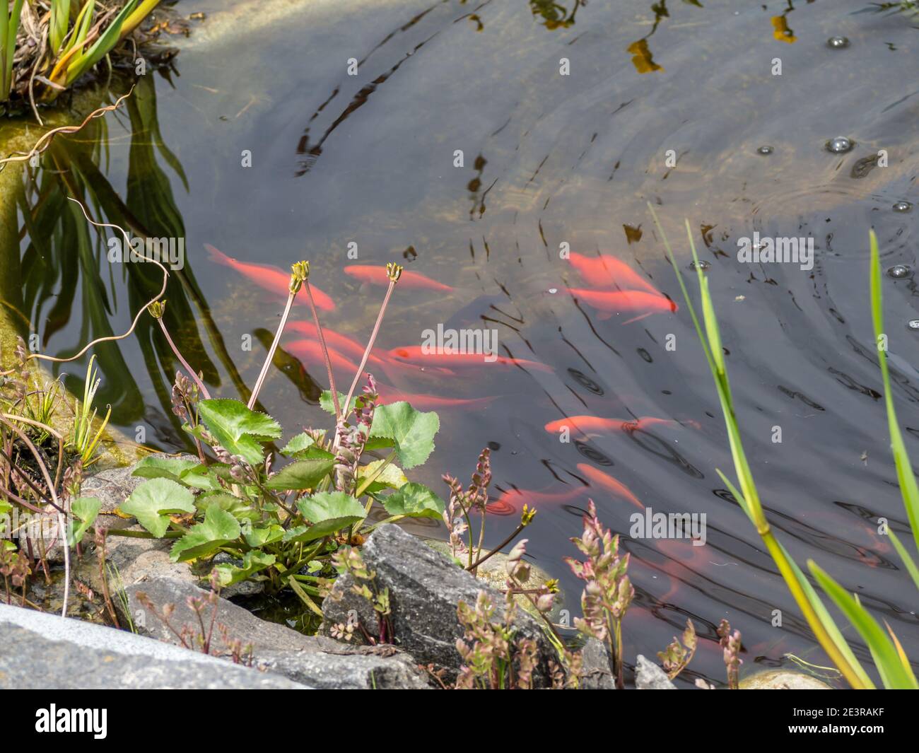 Goldfish in the garden pond Stock Photo - Alamy