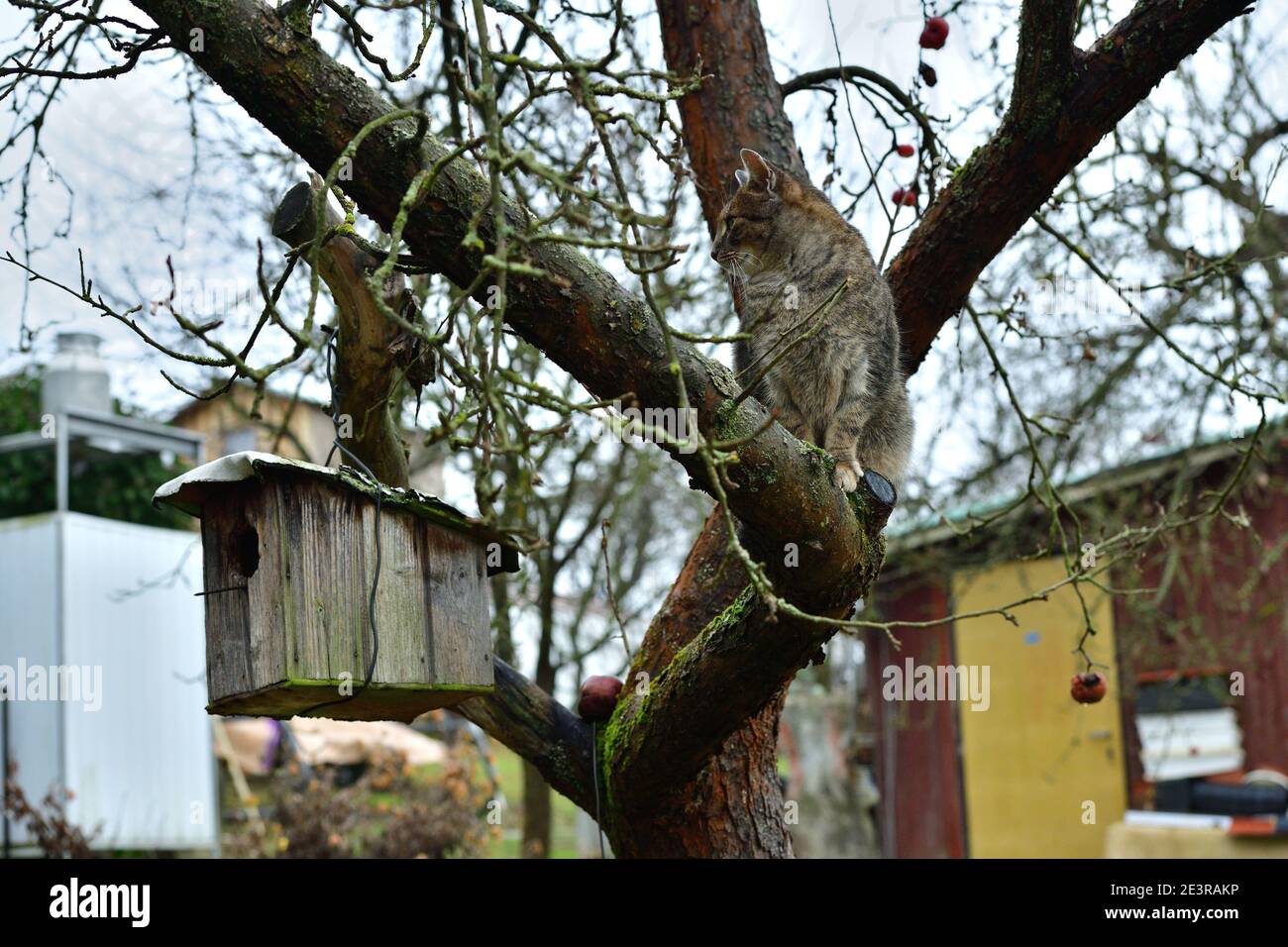 Cat birdhouse bird funny hi-res stock photography and images - Alamy