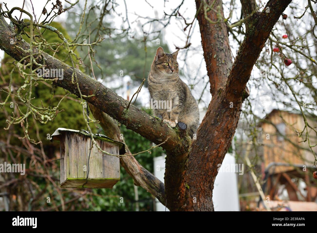 A domestic cat sits on a tree by a birdhouse and hunting titmouse Stock ...
