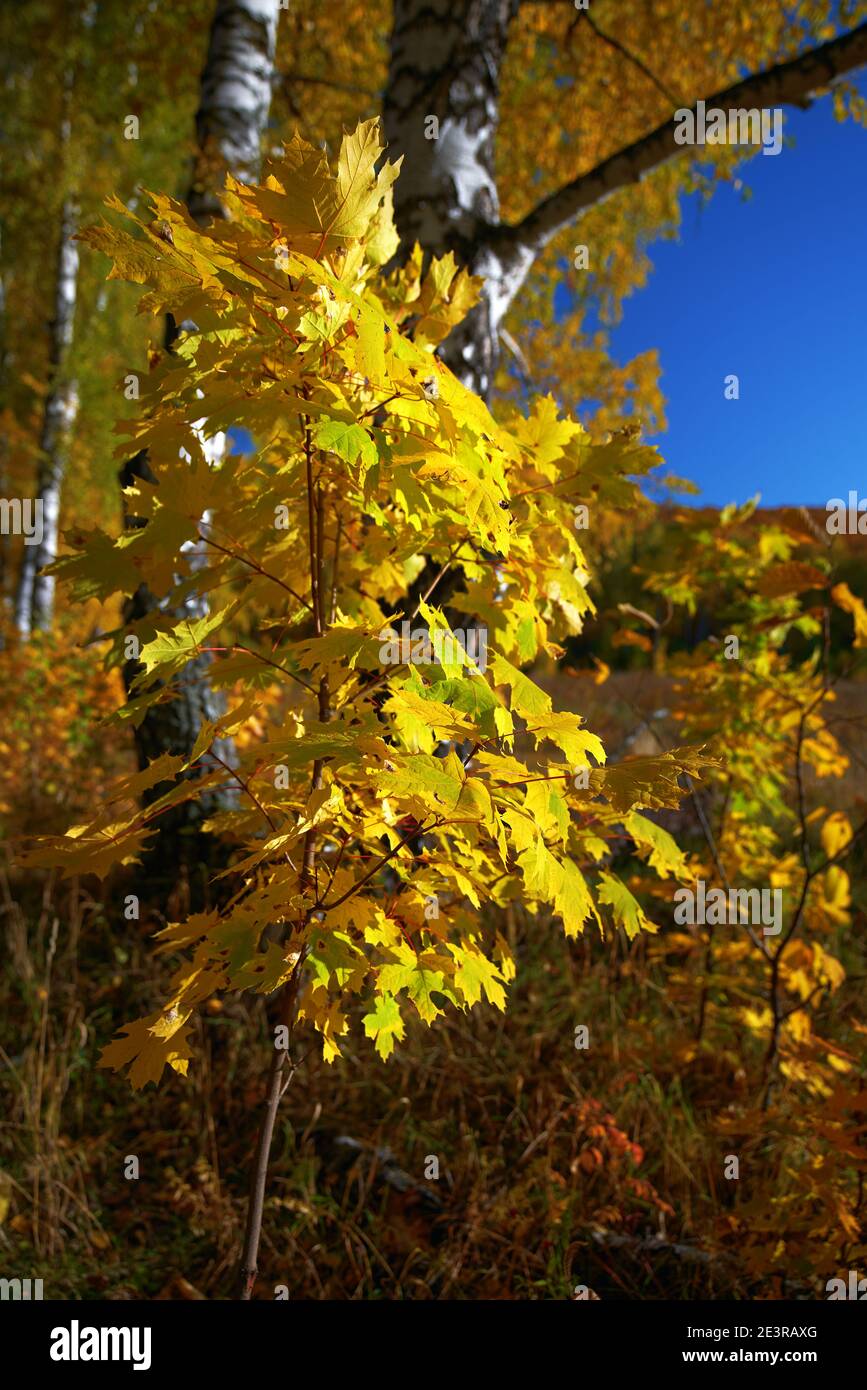 Forest in the fall. Maple bush with large yellow leaves at sunset ...