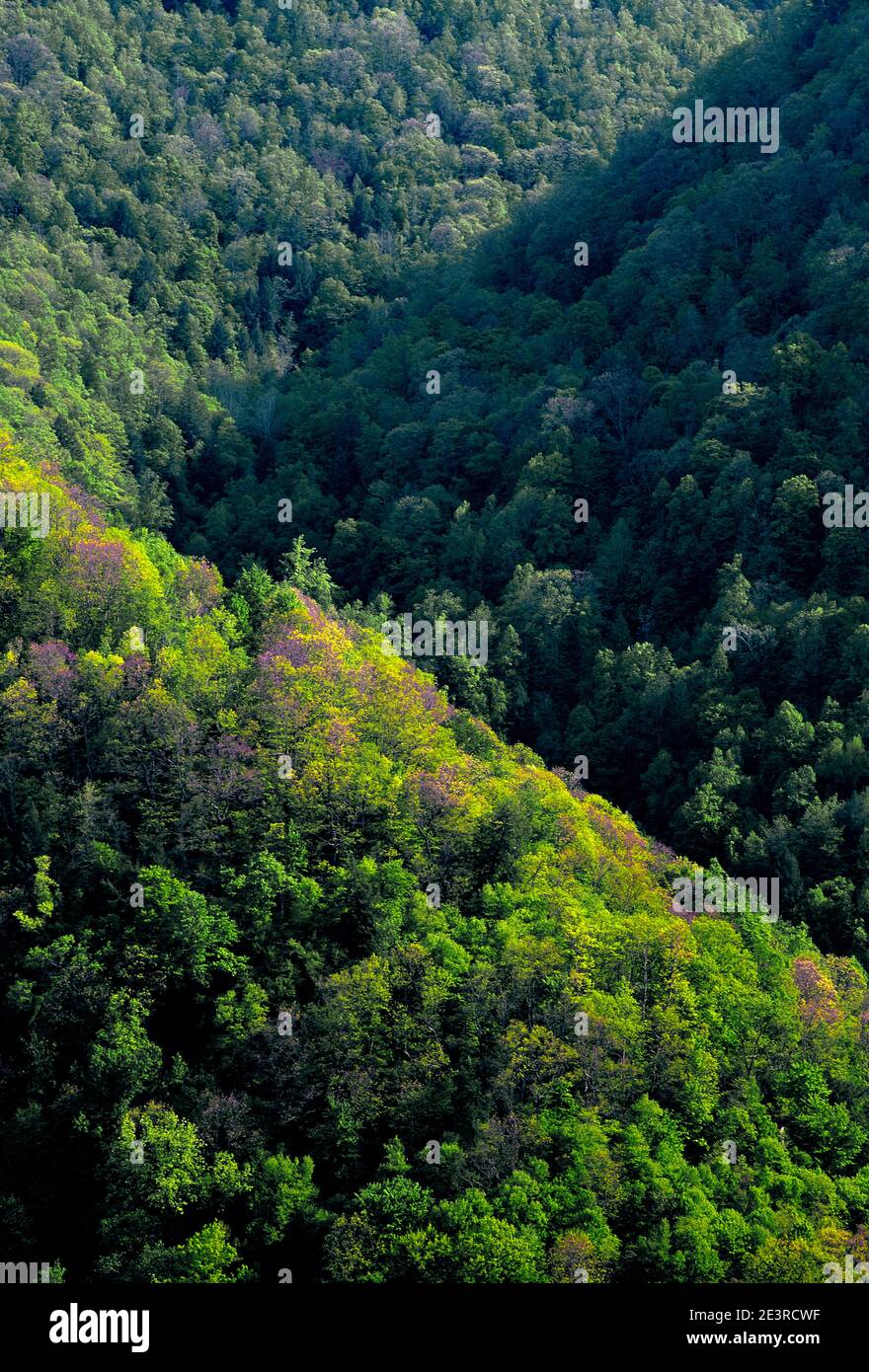 Spring Forest along a mountan slope in New River Gorge National Park ...