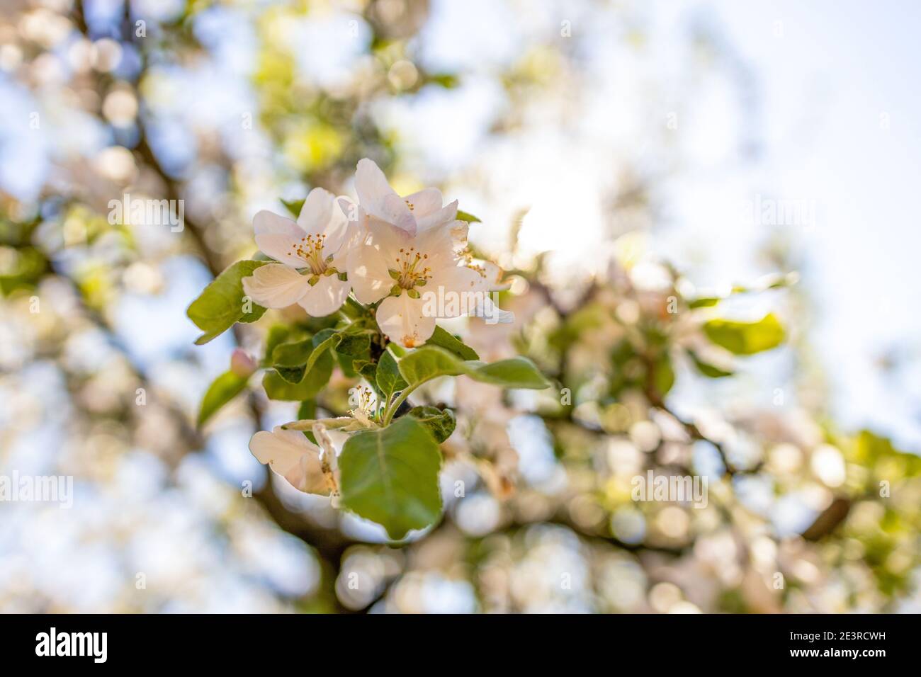 Beautiful flowers apple tree hi-res stock photography and images - Alamy